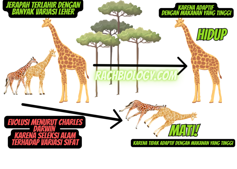 Rachbiology.com APA BEDANYA TEORI EVOLUSI LAMARCK DAN C.DARWIN? evolusi