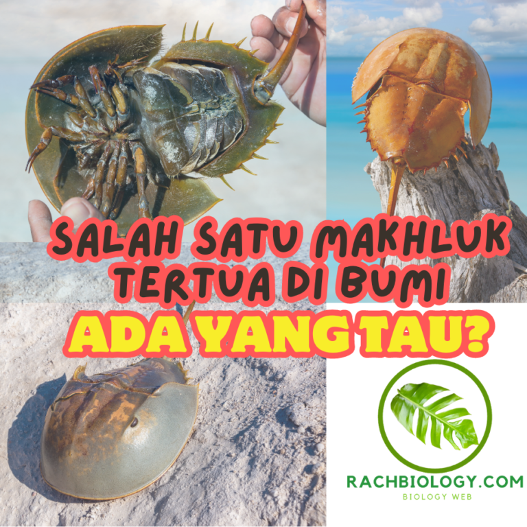 Rachbiology.com TERNYATA INI SALAH SATU MAKHLUK PALING TUA DI BUMI ...